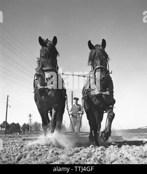 Farming in the 1940s. Two horses are pulling a carriage of the ...