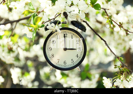 Blooming spring branches and alarm clock on white background Stock ...