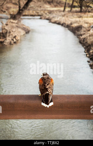 High angle view of bird perching on frozen lake Stock Photo - Alamy