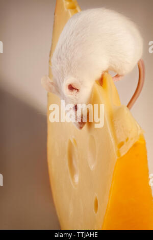 White rat in a slice of cheese Stock Photo - Alamy