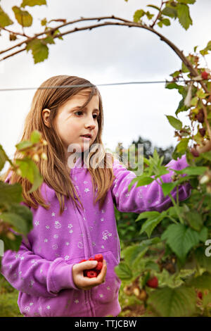 Picking organic raspberries in a fresh plantation Stock Photo - Alamy