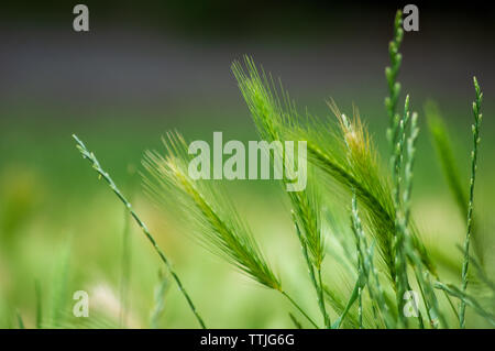 stalks of wall barley (hordeum murium) on a meadow Stock Photo - Alamy