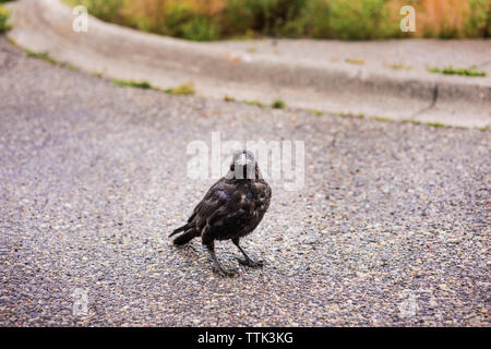 High angle view of bird perching on frozen lake Stock Photo - Alamy