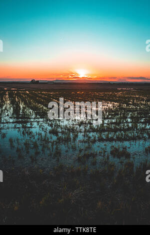 A rice field view during sunset in Thailand Stock Photo - Alamy