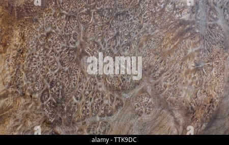 Nature salao burl wood striped for Picture prints interior decoration ...