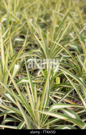 Golden Sword Yucca Plant Stock Photo - Alamy