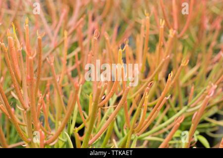 Red pencil tree (euphorbia tirucalli) bright orange coral-like leaves ...