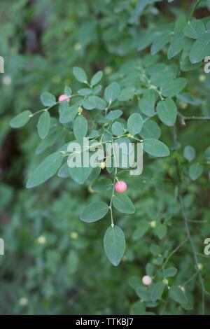 Red Huckleberry (Vaccinium parvifolium Stock Photo - Alamy