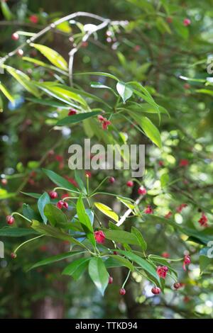 Illicium henryi - Henry anise tree Stock Photo - Alamy