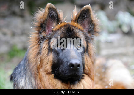 German Shepherd looking up during Stock Photo - Alamy