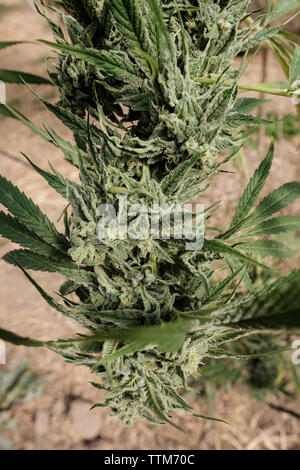 High angle view of cannabis plant growing outdoors Stock Photo - Alamy
