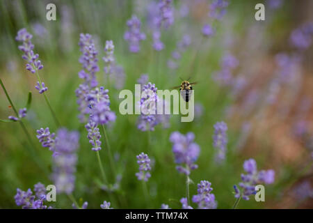 Bee flying over flowers Stock Photo - Alamy