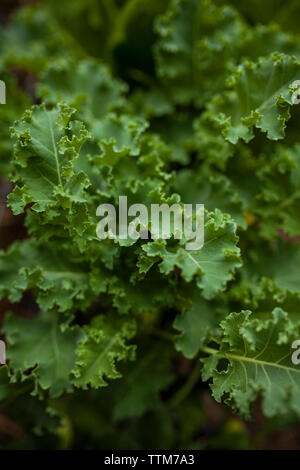 Close-up of kale still life Stock Photo - Alamy
