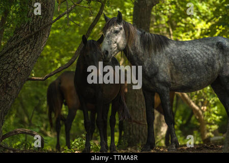 Danube Delta Horse Wild Feral Romania Free Nature Stock Photo - Alamy