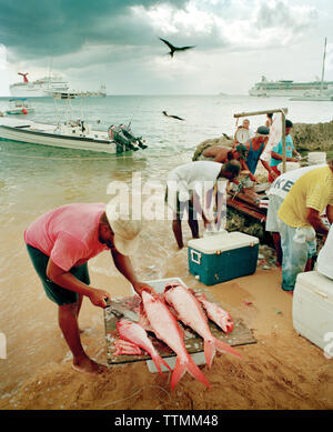CAYMAN ISLANDS, Caribbean, fishermen cutting and selling red snapper ...