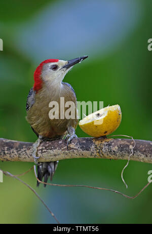 Jamaican woodpecker (Melanerpes radiolatus), Jamaican Woodpeckers ...