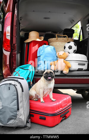 Car trunk with cute pug and luggage. Travel concept Stock Photo - Alamy