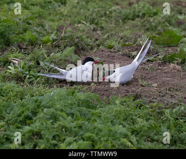 Arctic terns showing courting behaviour Stock Photo - Alamy
