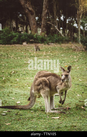 A kangaroo standing in a grassy field, viewed from the side, with its ...