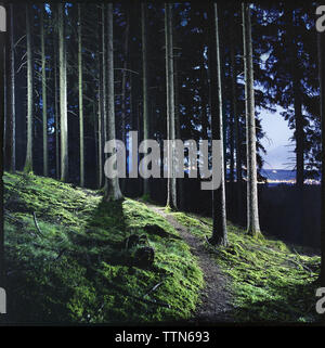 A pathway amidst trees into the woods Stock Photo - Alamy