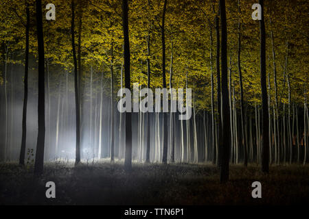 USA, Boardman, Tree, Farm, trees, lumber, farming, agriculture, row ...