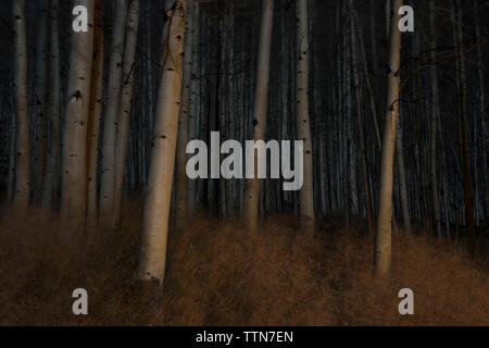 Trees growing in forest at night Stock Photo - Alamy