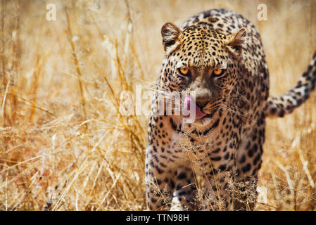 A leopard walking in field Stock Photo - Alamy