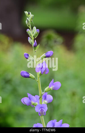 Tall blue wild indigo flowers bloom in spring in the mountains of North ...