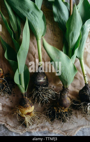 Close-up of tulip flower with roots against white background Stock ...