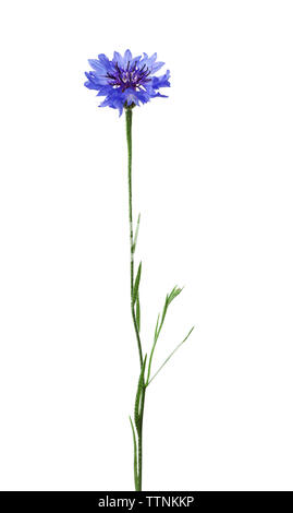 Beautiful bluett flower isolated on white Stock Photo - Alamy