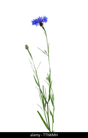 Beautiful bluett flower isolated on white Stock Photo - Alamy
