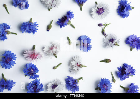 Bluett flowers scattered on white background Stock Photo - Alamy
