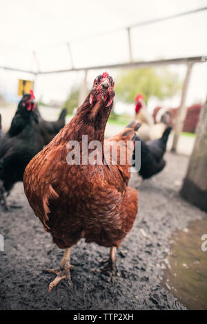 Rooster and hens in pen Stock Photo - Alamy