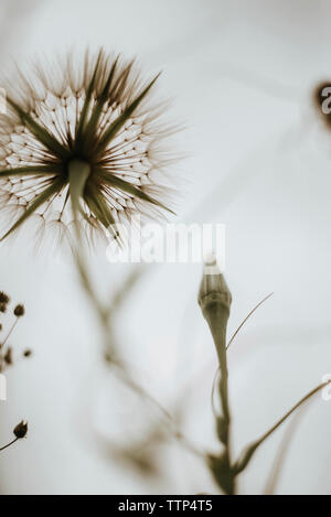 Dandelion and Seeds, Low Angle View, Silhouette Stock Photo - Alamy