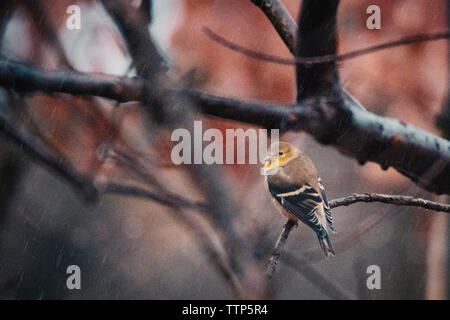 High angle view of bird perching on frozen lake Stock Photo - Alamy