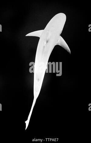 Shark swimming overhead Stock Photo - Alamy