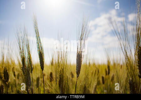 Scenic view of wheat field against sky Stock Photo - Alamy