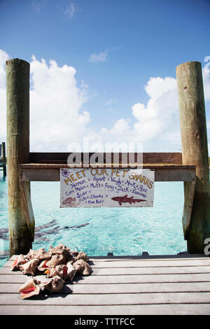 EXUMA, Bahamas. Swimming with docile nurse sharks at the Compass Cay ...