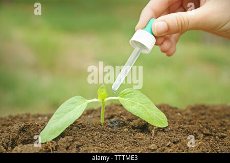 Hand pouring liquid fertilizer into a plant pot in a garden Stock Photo ...