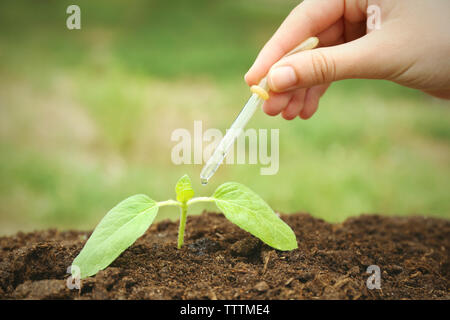 Hand pouring liquid fertilizer into a plant pot in a garden Stock Photo ...
