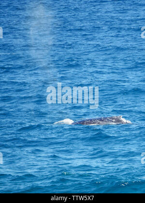 Humpback Whale migration, whales spouting as they’re passing by Sawtell ...