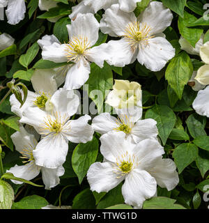 Ornamental climber Clematis montana climbing through a large hawthorn ...
