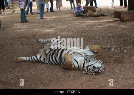 Tigers (Panthera tigris) resting in the field, Tiger Temple, Sai Yok ...