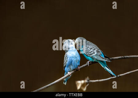 The darling of the world ----Tiger skin parrot Stock Photo - Alamy