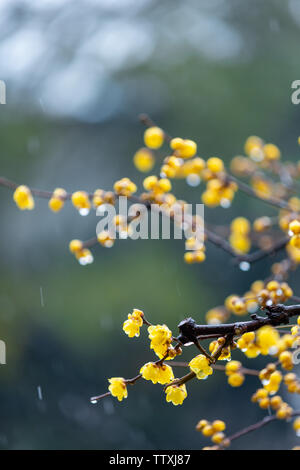 Junyuan plum blossom Stock Photo - Alamy