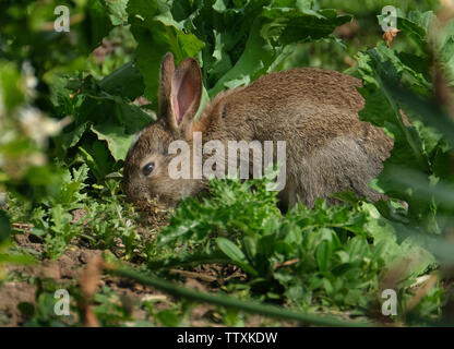 Wild rabbits on a caravan park. Rabbits are small mammals in the family ...