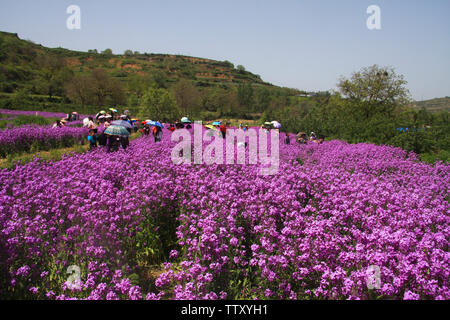 Ganquan Xiamen Village Blue mustard ornamental garden flowers bloom ...