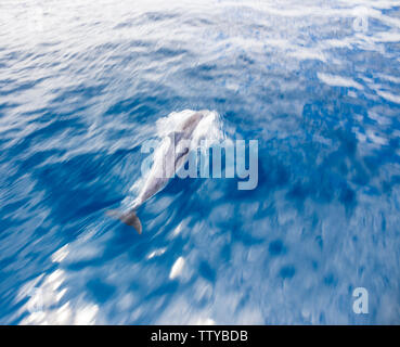 Common bottlenose dolphin, Cliffs ot the Giants, Tenerife island ...