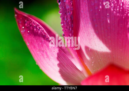 Lotus flowers bloom in the rain at Donghu Park in Huai'an, east China's ...