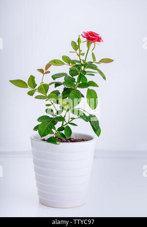 Little roses in a flower pot Stock Photo - Alamy